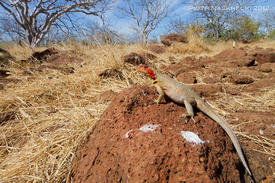 Galapagos: Lava lizards – The Smaller Majority