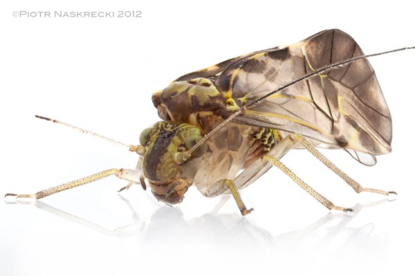 Focus stacking of live subjects – The Smaller Majority