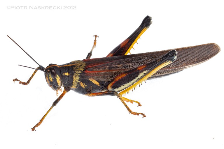 Galapagos: The lovely orthopterans – The Smaller Majority