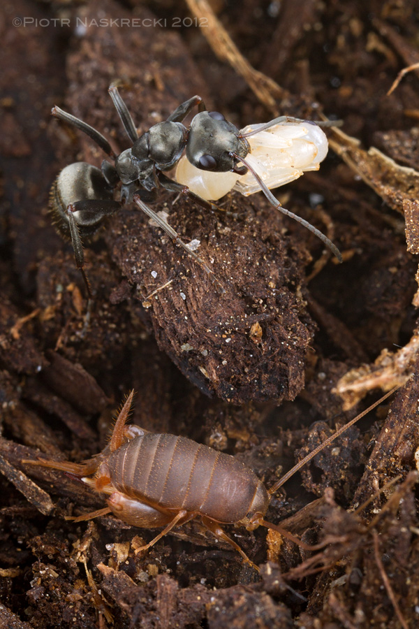 개미집귀뚜라미의 생태 : 네이버 블로그