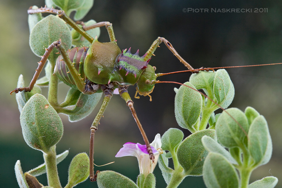 Armored katydids, or Koringkriek – The Smaller Majority