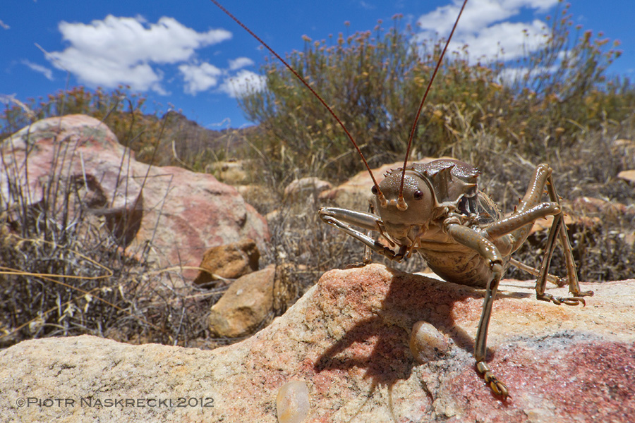 Armored katydids, or Koringkriek – The Smaller Majority