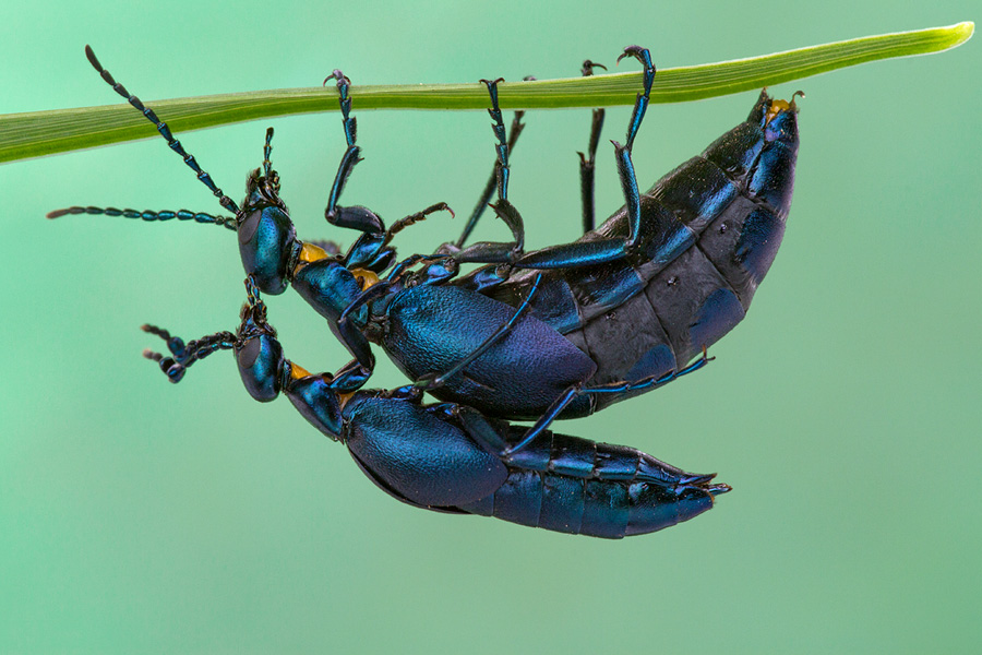 Life-saving beetles – The Smaller Majority