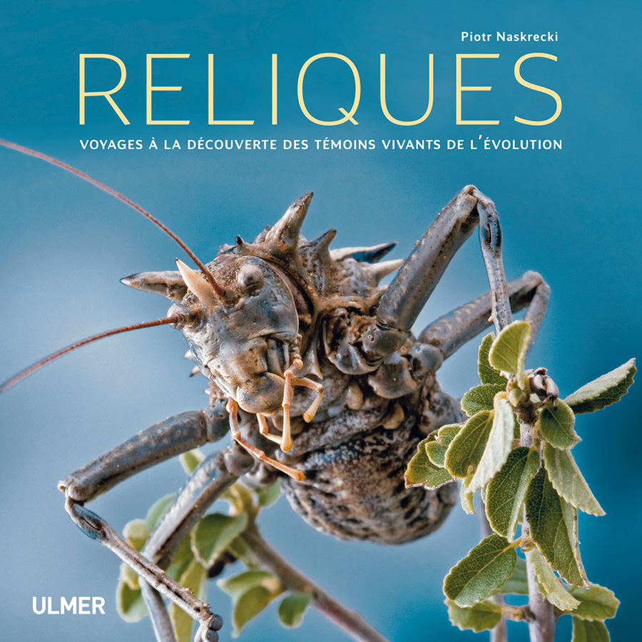 Armored katydids, or Koringkriek – The Smaller Majority