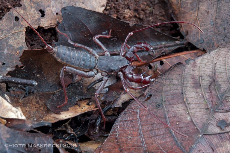 The other whipscorpions – The Smaller Majority
