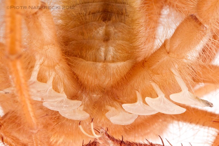 Solifugids – arachnid teddybears (with big teeth) – The Smaller Majority