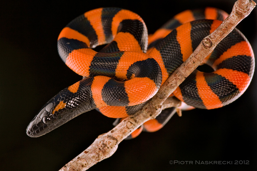 Insect-mimicking snakes? – The Smaller Majority