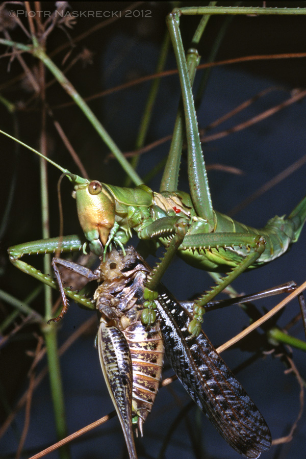 Predatory katydids – The Smaller Majority