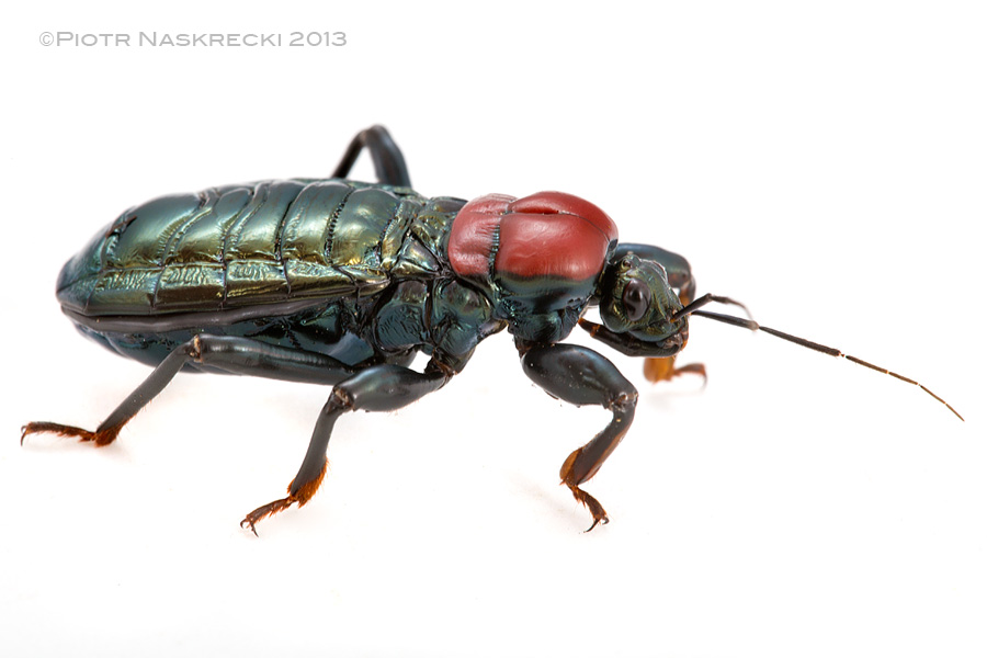 Mozambique Diary: How to kill an assassin – The Smaller Majority