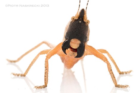 Mozambique Diary: The fat coneheads of Gorongosa – The Smaller Majority