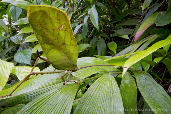 BugShot 2014: Sapelo Island, GA – The Smaller Majority