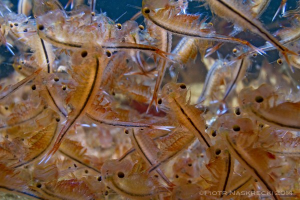 Tough as nails – The Smaller Majority