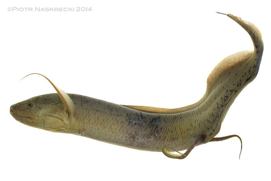 Mozambique Diary: A single breath that changed the planet – The Smaller ...