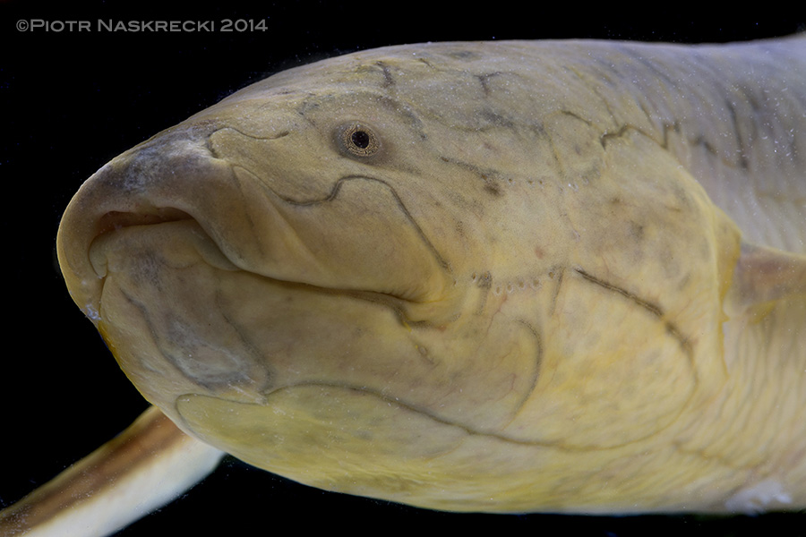 Mozambique Diary: A single breath that changed the planet – The Smaller ...