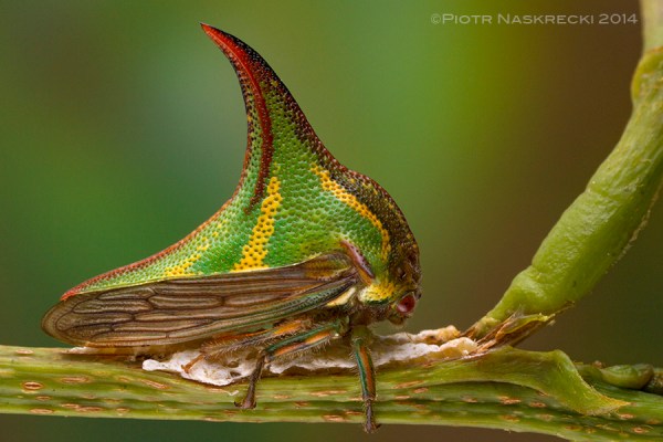 Treehoppers – The Smaller Majority