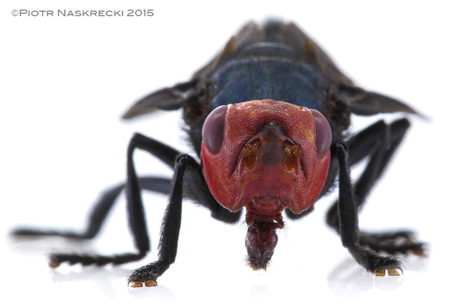 Mozambique Diary: Red-headed flies – The Smaller Majority