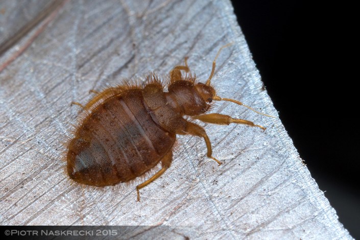 Mozambique Diary: Snug as a bug – The Smaller Majority